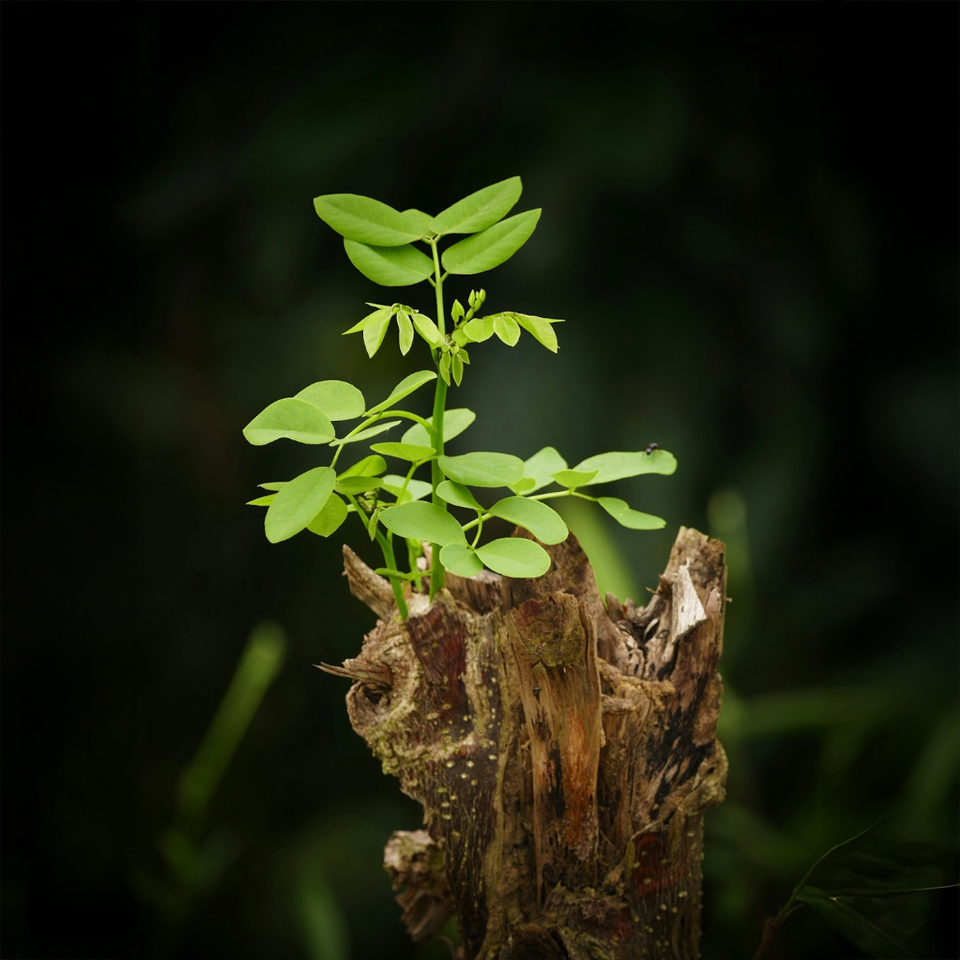 Deepening Our Understanding of Core Beliefs: From Adaptation to ...