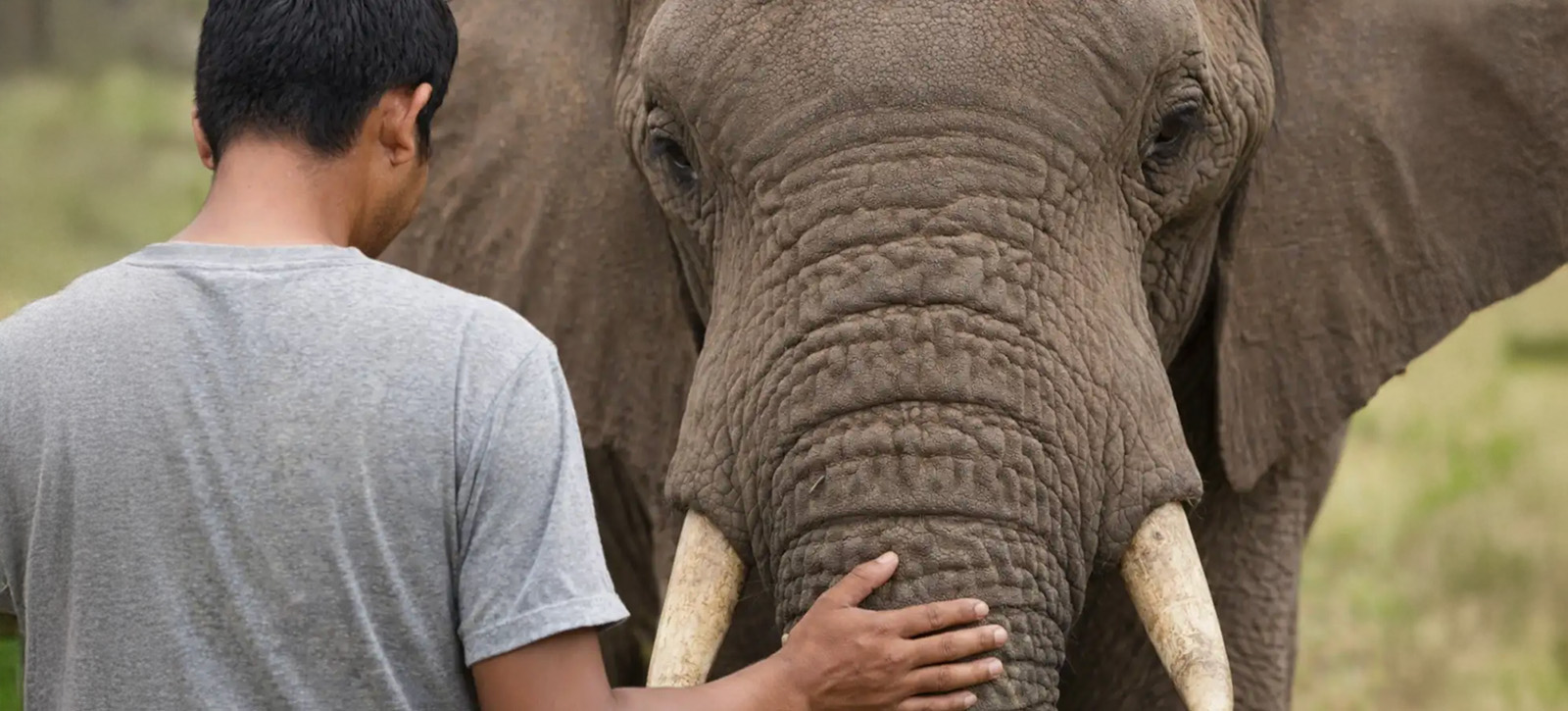 What Elephants Teach Us About Masculinity and Mentorship